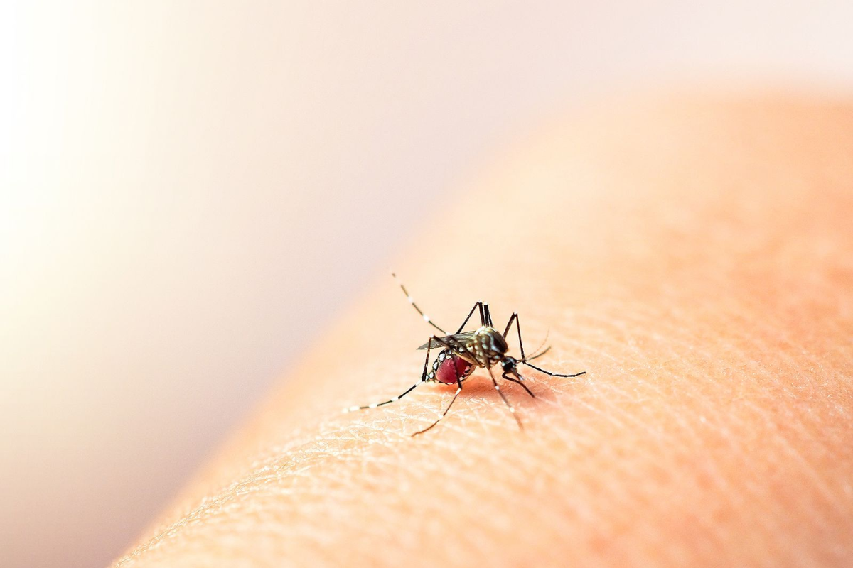DEPED, DOH LAUNCH NEW CAMPAIGN TO COMBAT DENGUE - The POST